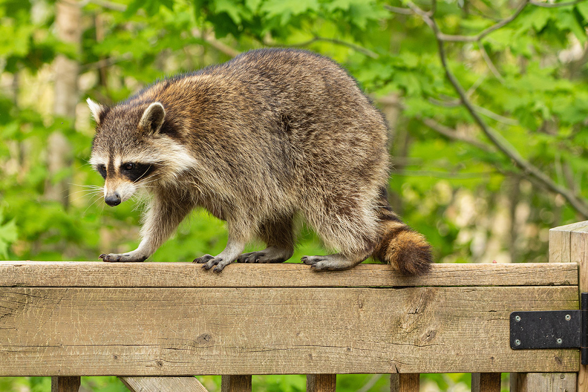 DOH-Bay Confirms Rabid Raccoon Near North Lagoon Drive and Jay Street ...